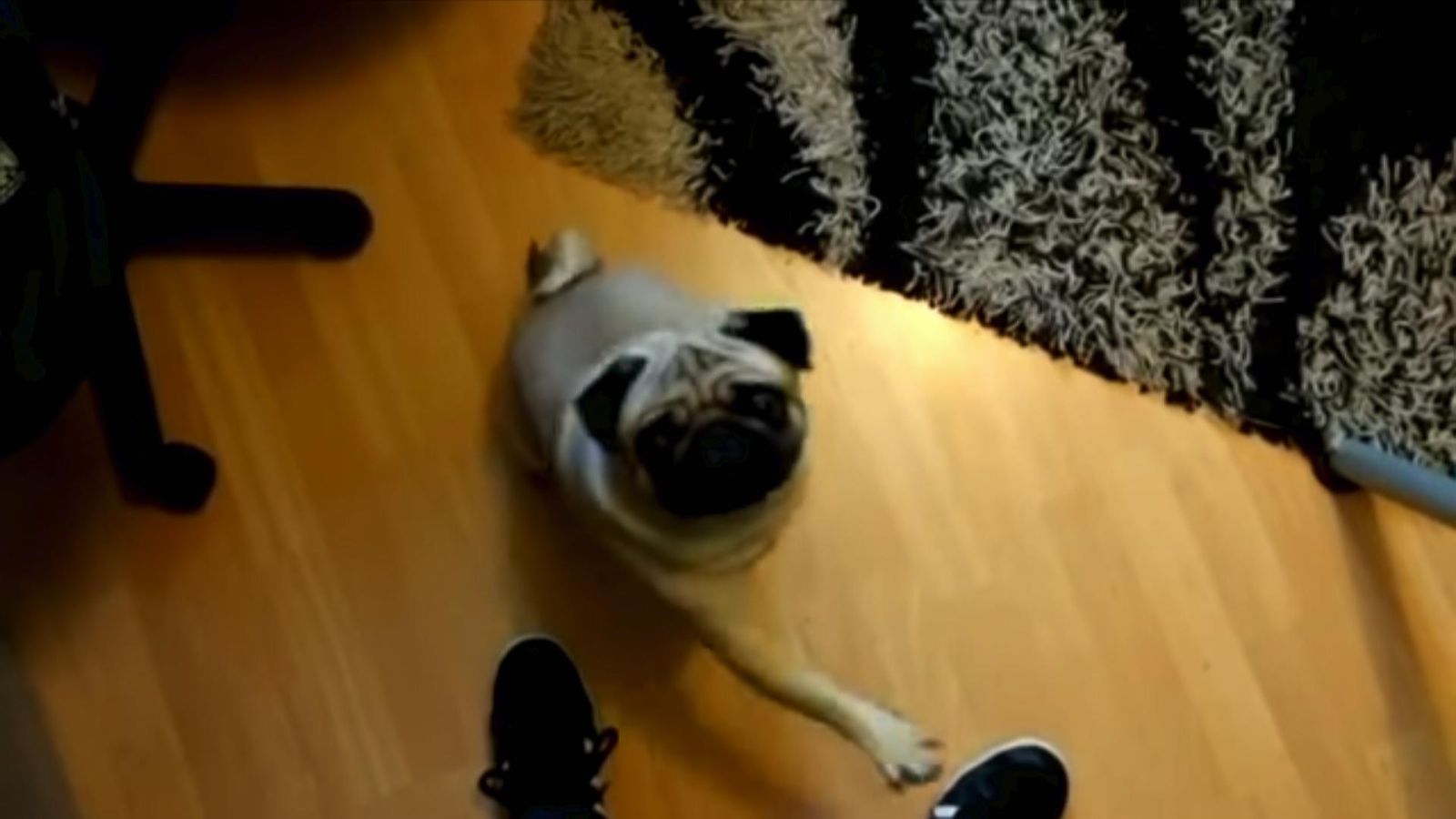 Vlogger filmed pug's Nazi salutes | News UK Video News | Sky News