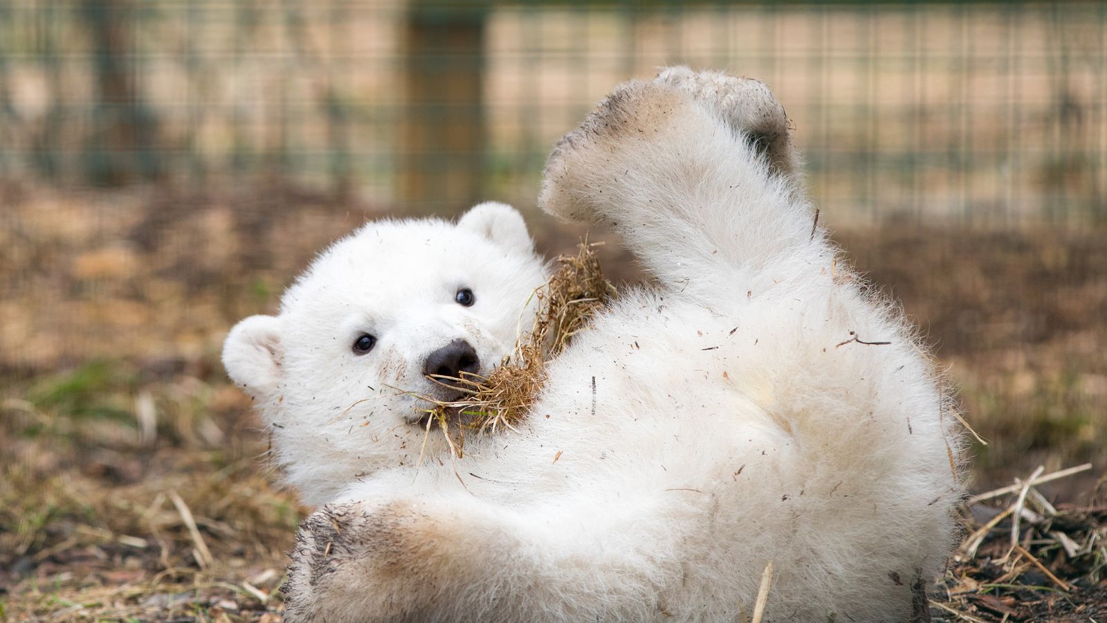 First polar bear born in UK for 25 years given name after public vote ...