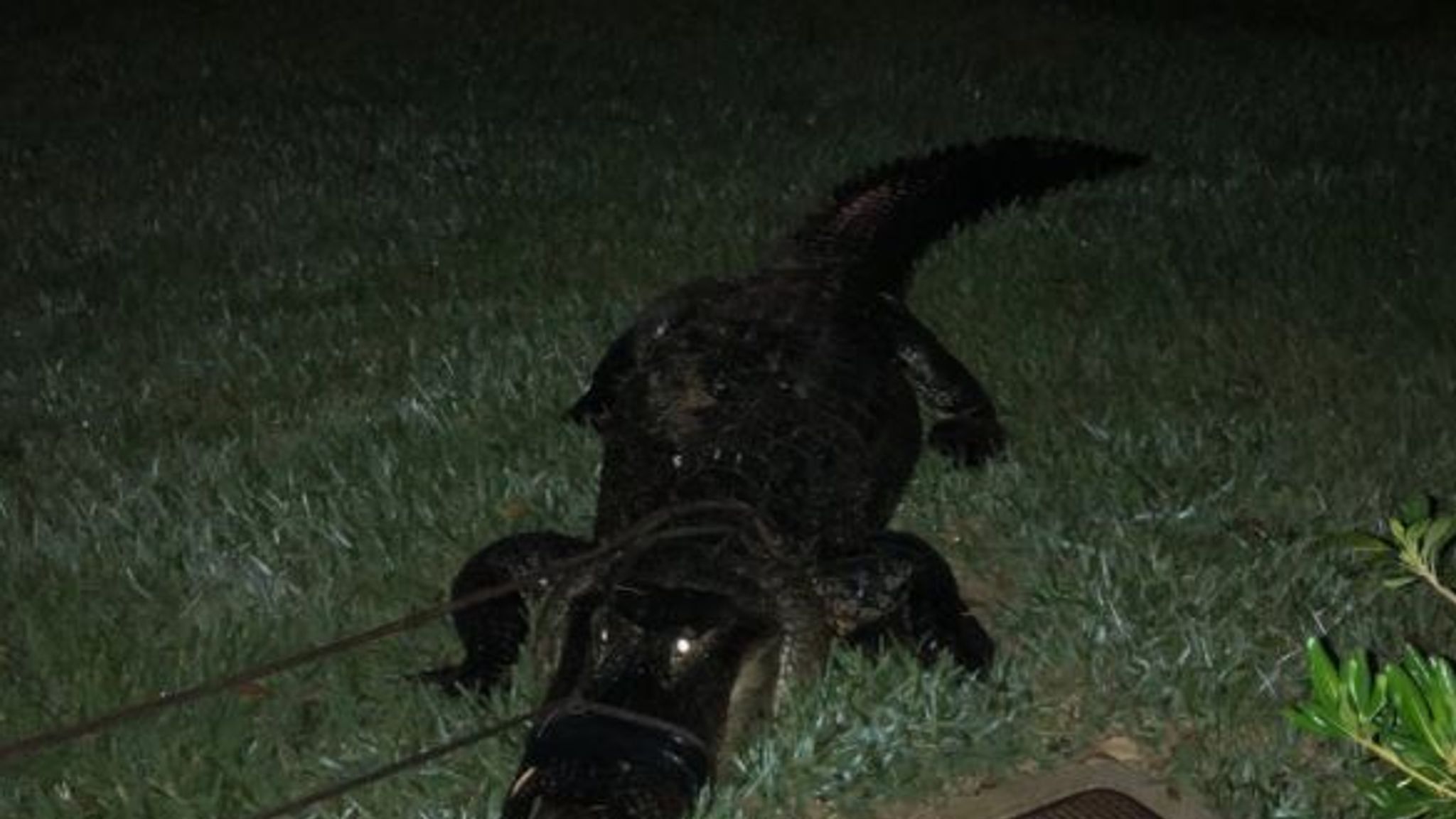 Alligator takes a swim in couple's indoor pool in Florida | US News ...