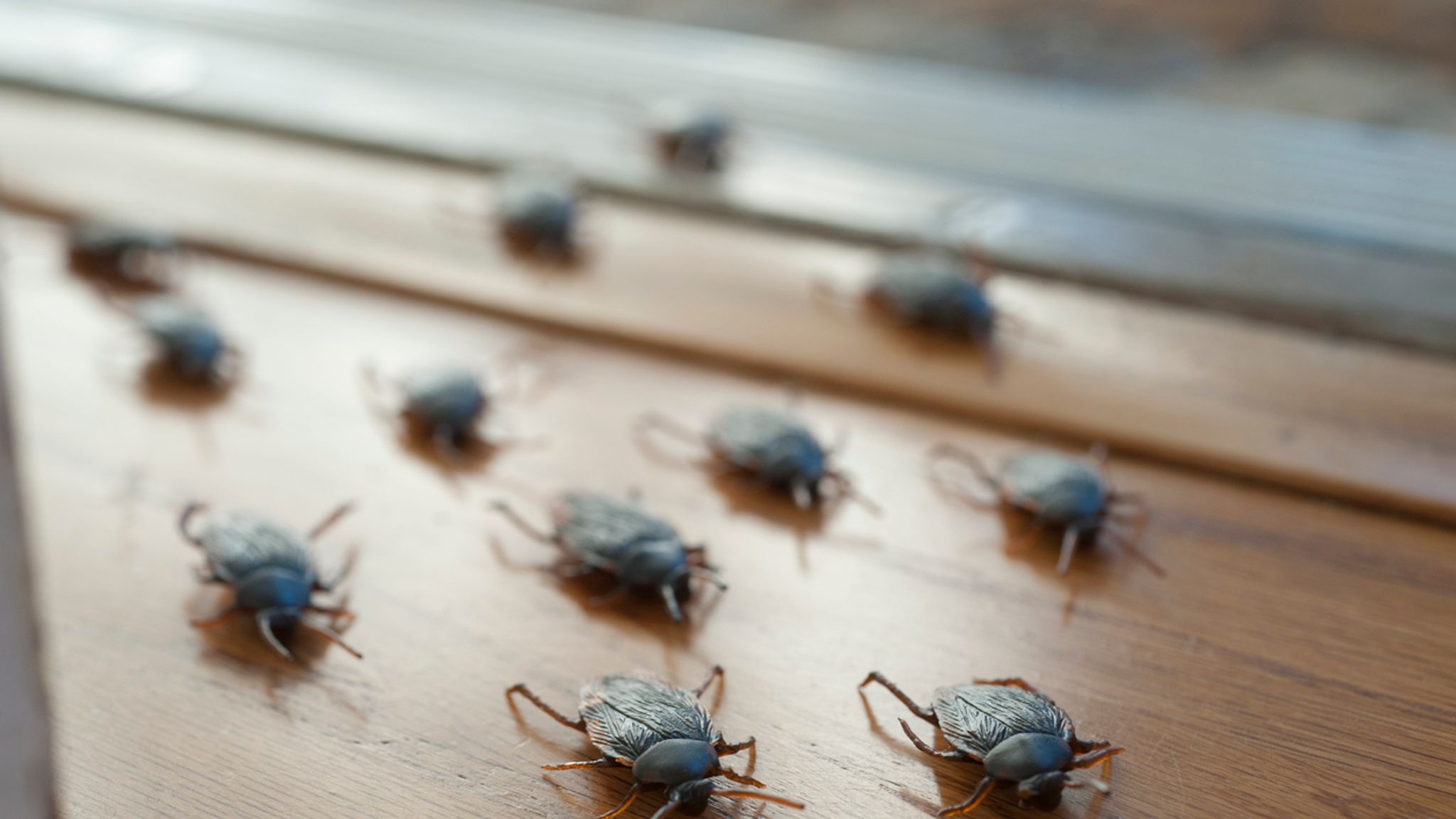 Six billion cockroaches bred for potions at AI-controlled farm in China ...