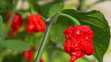 'No complaints' over world's hottest chilli pepper | UK News | Sky News