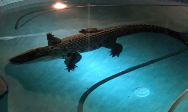 Alligator takes a swim in couple's indoor pool in Florida