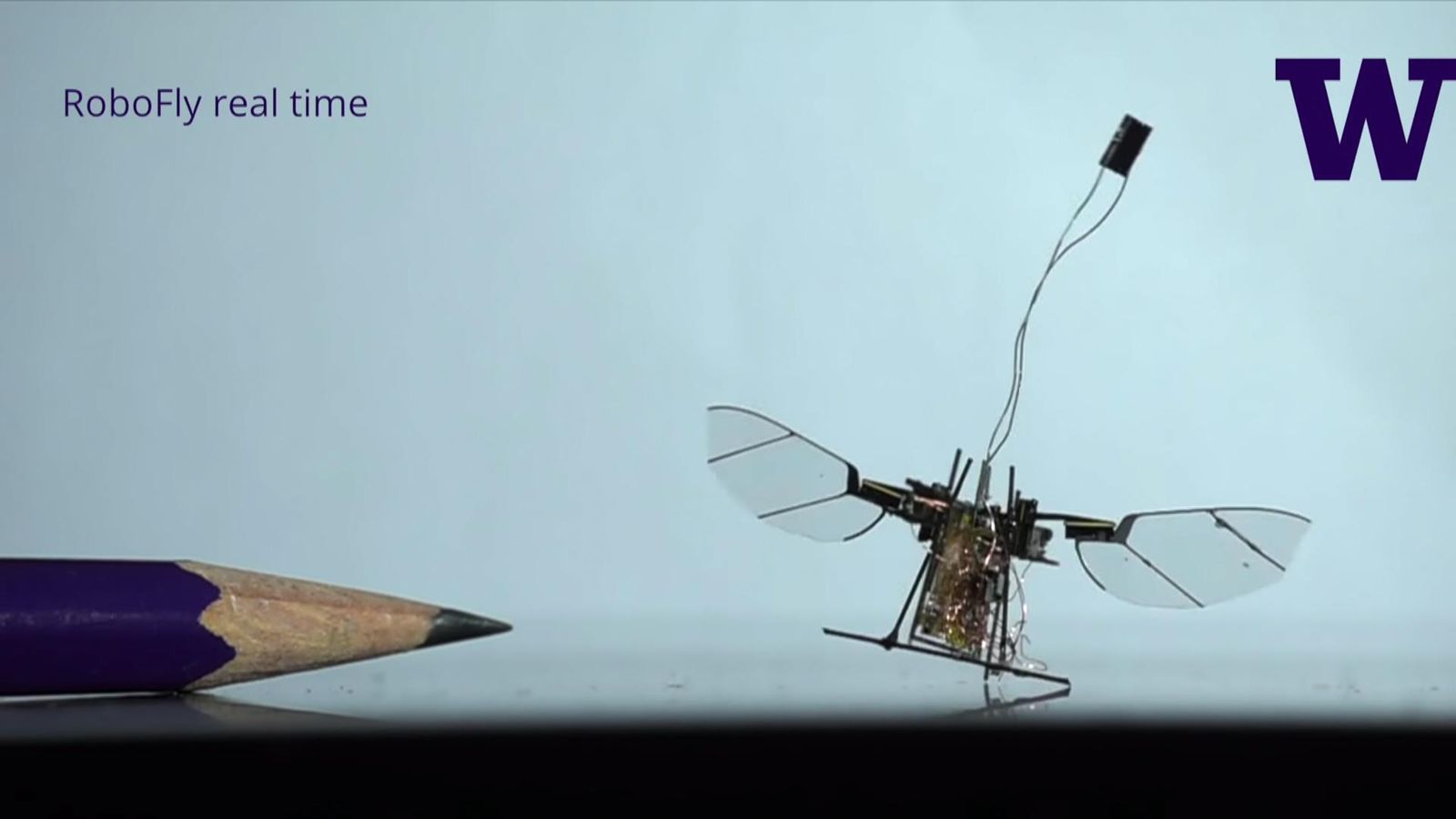 RoboFly: world's first flying robotic insect | News UK Video News | Sky ...