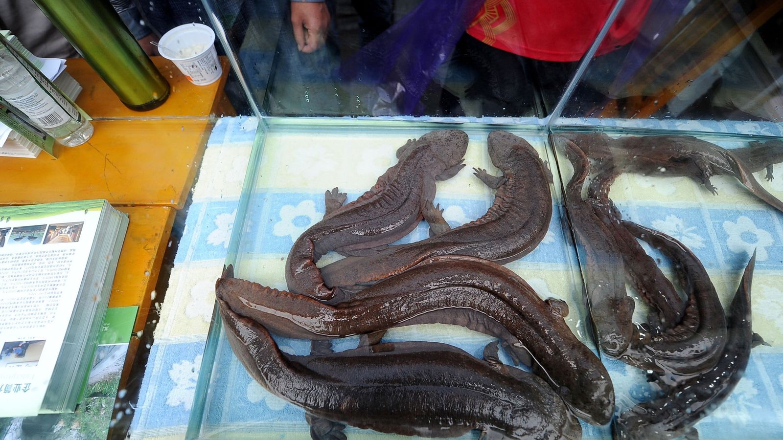 Giant Chinese salamanders in 'serious jeopardy' because of food fad ...