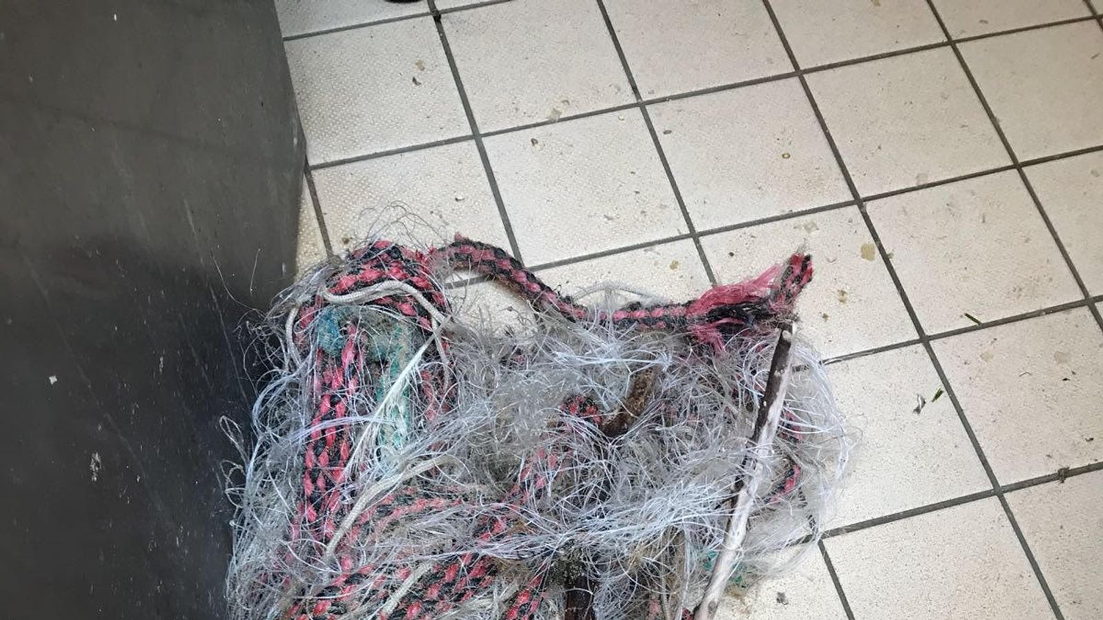 Seal with plastic netting around neck fights for its life in Norfolk ...