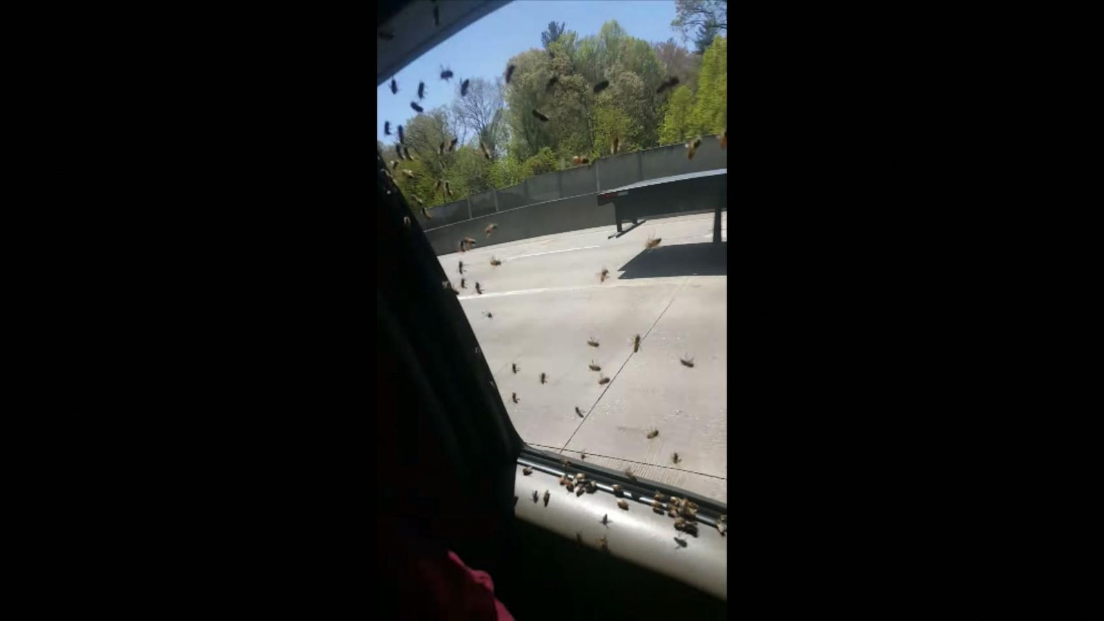Man remains at ease with thousands of bees let loose in his truck ...