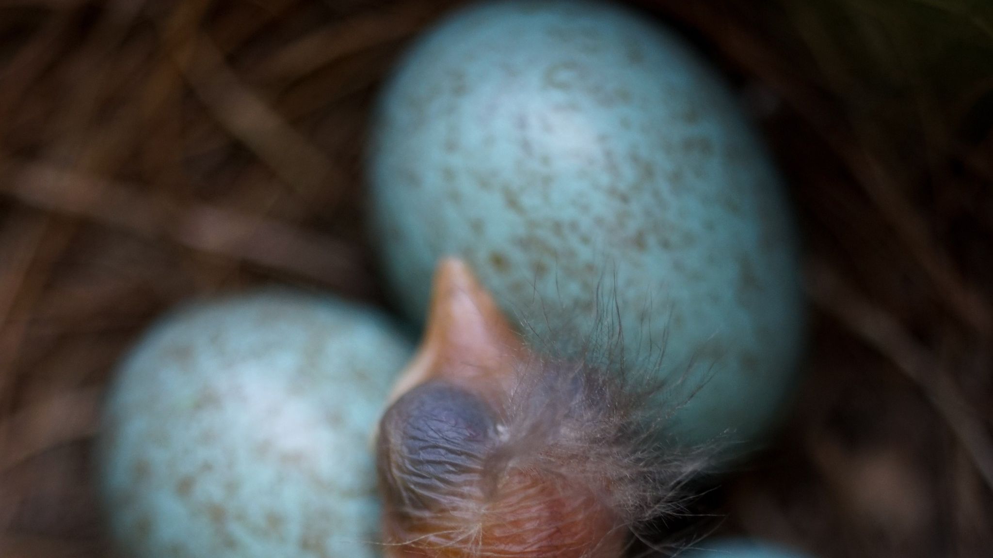 Explained: Why birds don't have teeth | Science, Climate & Tech News ...