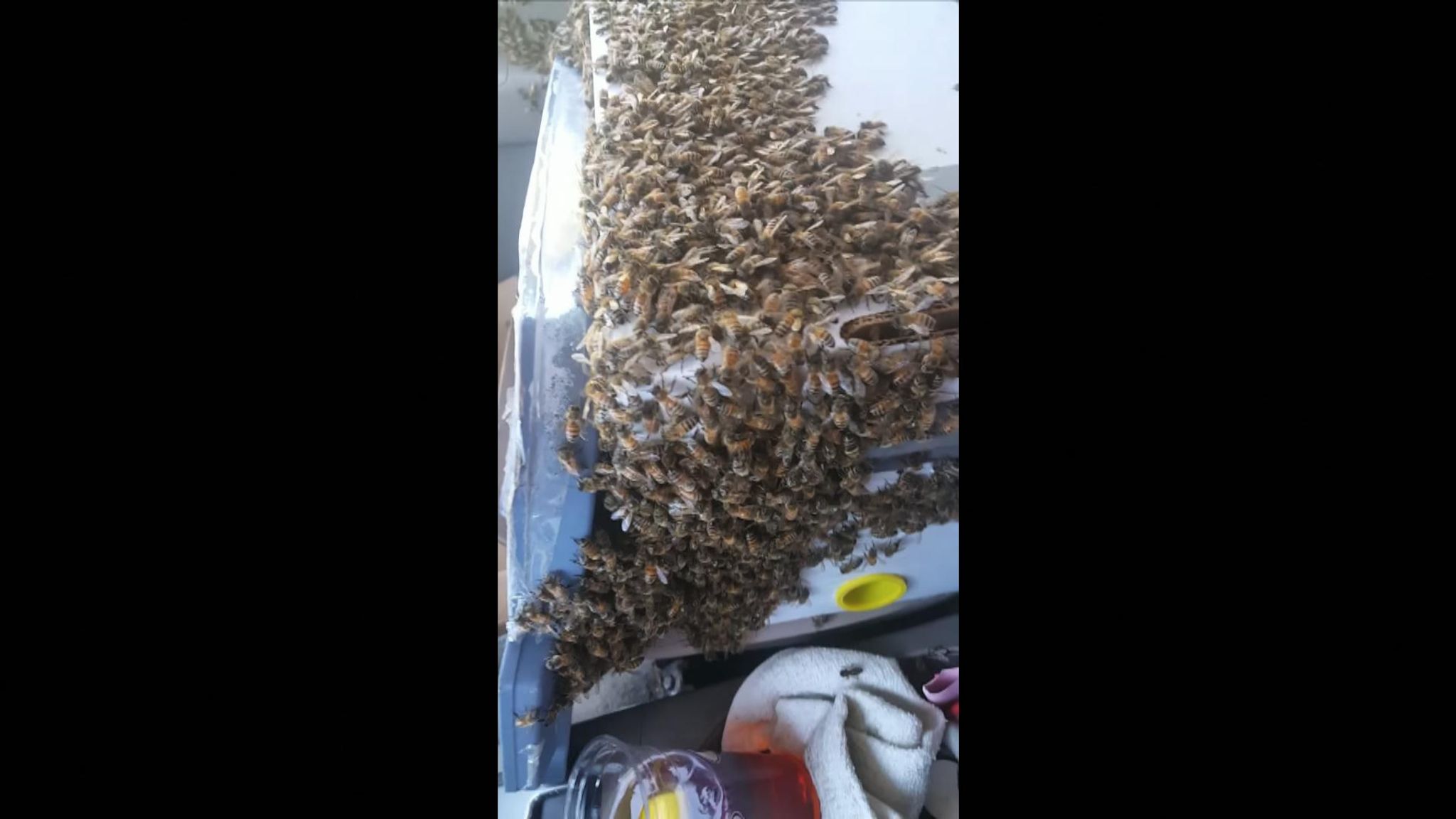 Man remains at ease with thousands of bees let loose in his truck ...