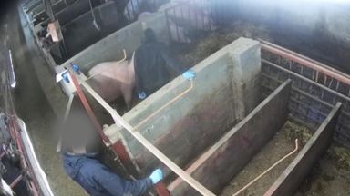Workers filmed kicking and beating pigs | News UK Video News | Sky News