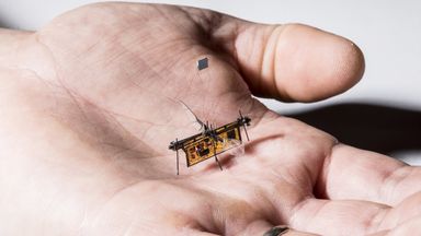 Robofly: Engineers unveil insect-sized flying robot | Science, Climate ...