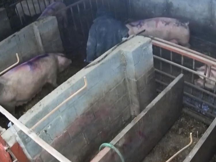 Horrific footage shows pigs being beaten on a British farm