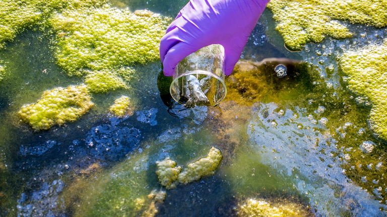 Algae 'talk to each other' and could help scientists monitor climate ...