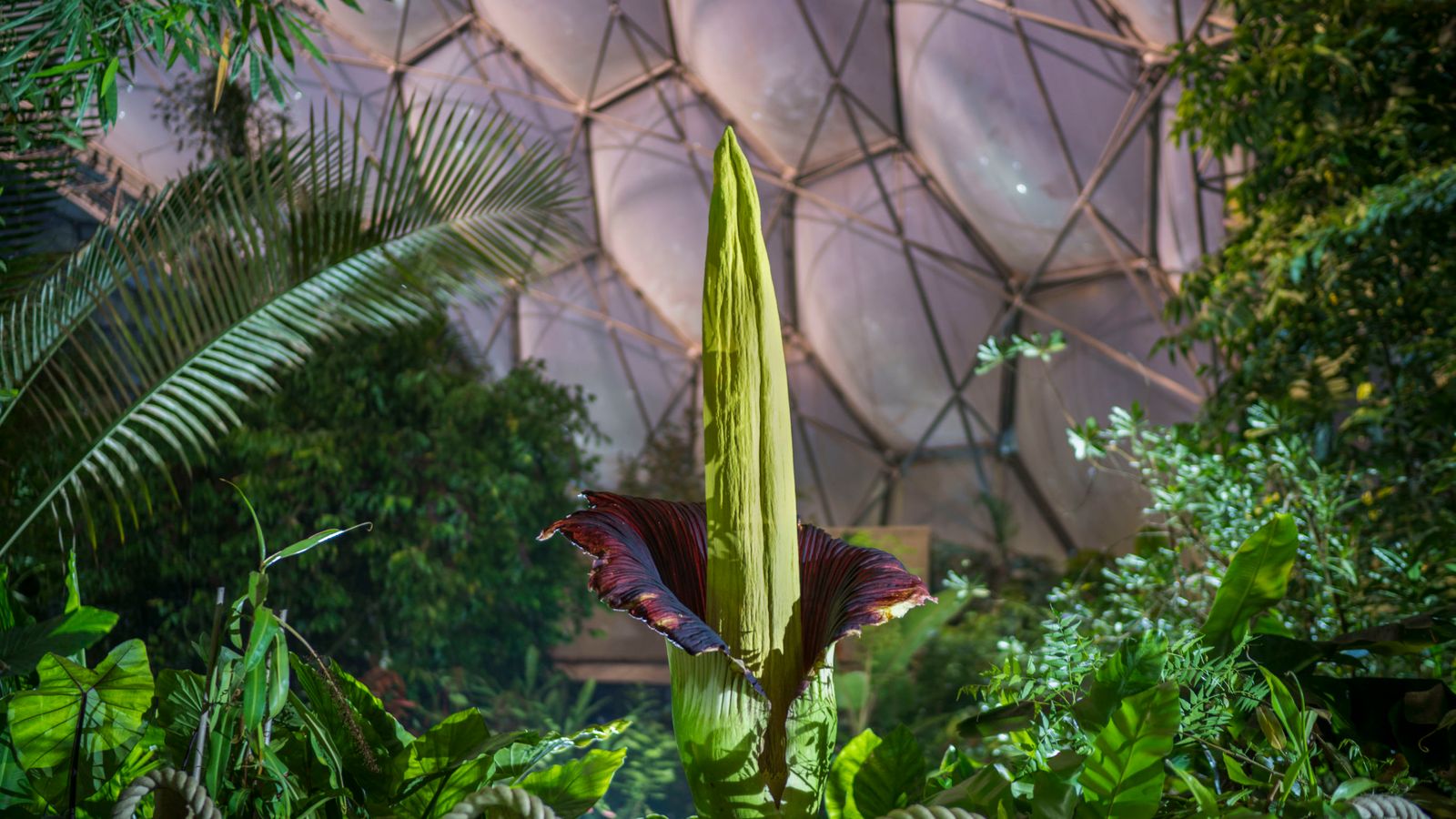 Flower that smells of rotting flesh in bloom - but you've got only 48 ...