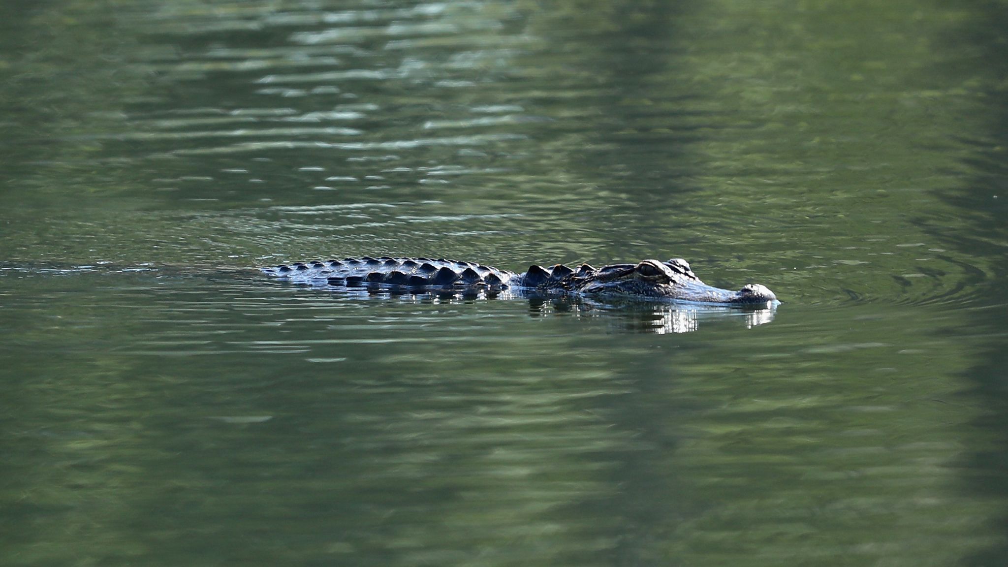 Woman missing after alligator 'dragged' her into Florida pond | World ...