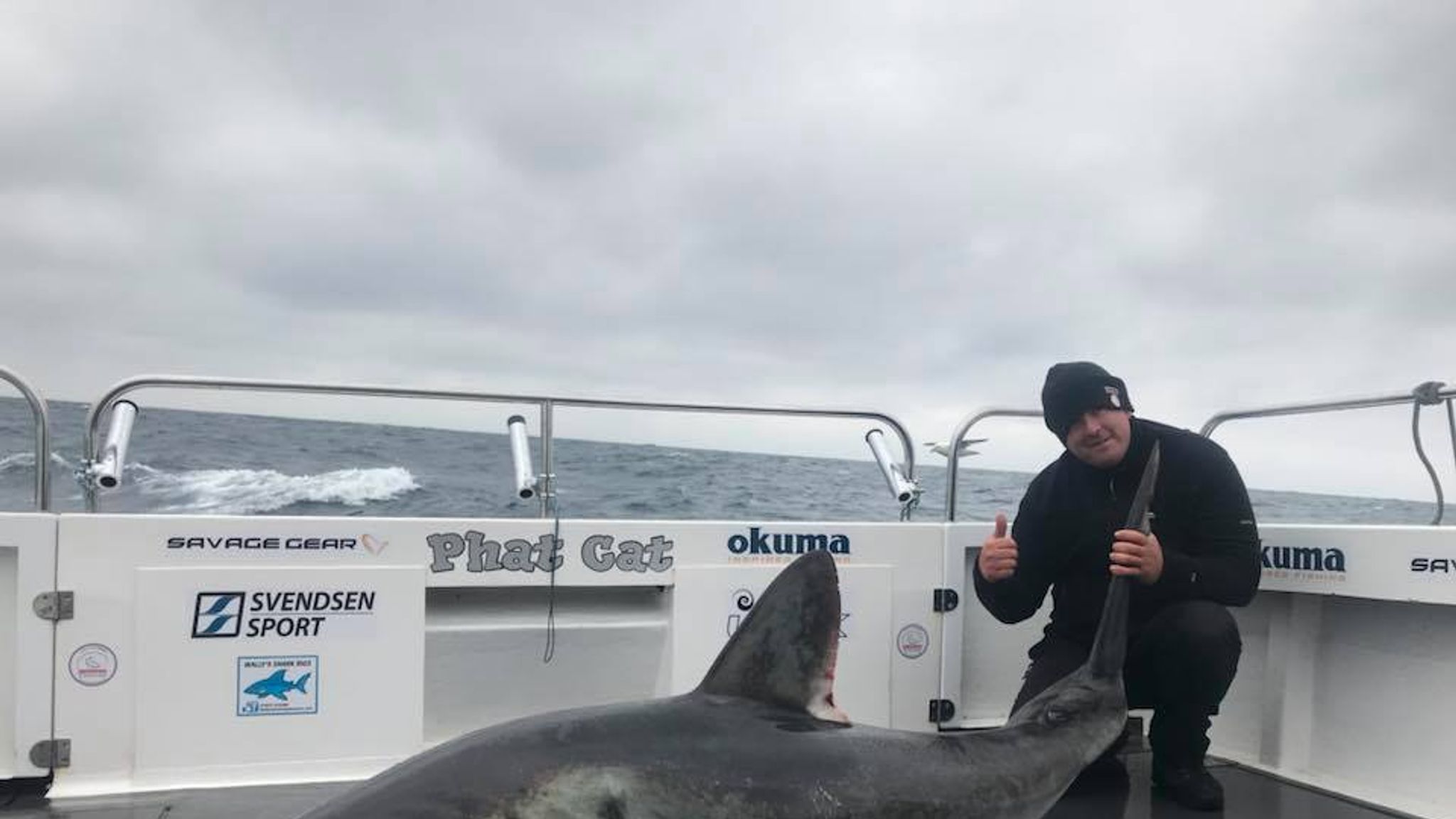 'Shock' as 23-stone porbeagle shark caught off Welsh coast | UK News ...