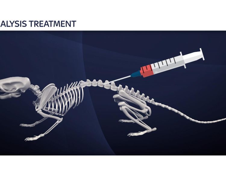 Hope for spinal injury patients as paralysed rats 'cured' with gene therapy