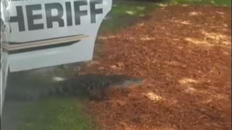 See you later: Alligator rides home in cop car | News UK Video News ...