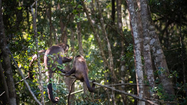 Monkey dies on motorway after escaping from Belfast Zoo | UK News | Sky ...