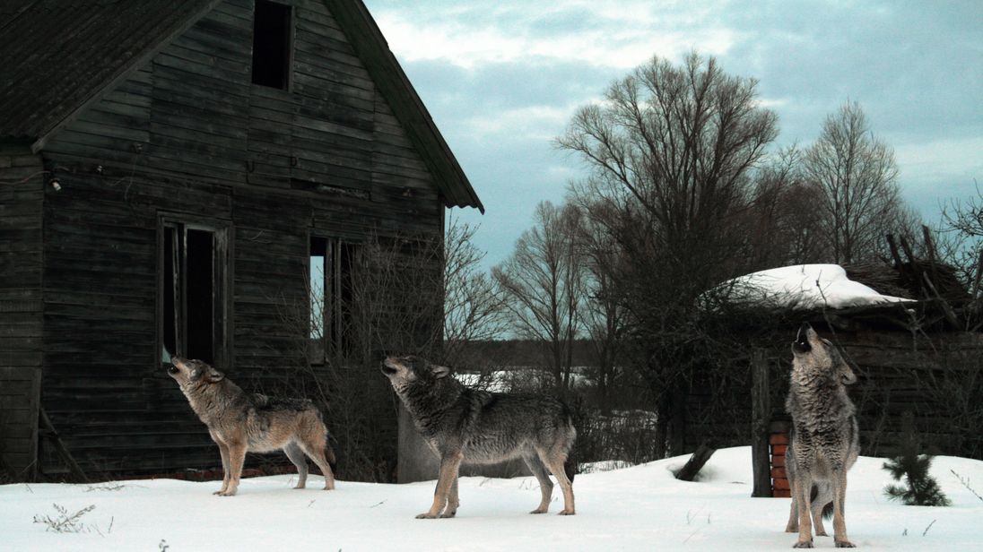 Are Chernobyl wolves spreading mutant genes? - StickOnews