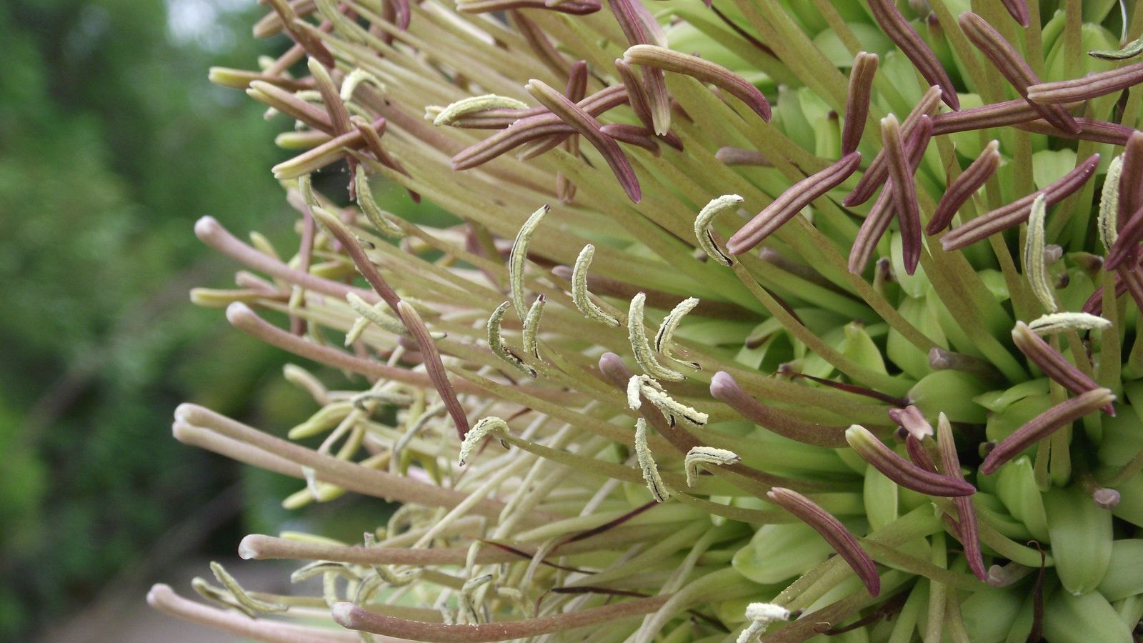 Rare Agave plant that takes 20 years to mature blooms in Devon | UK ...