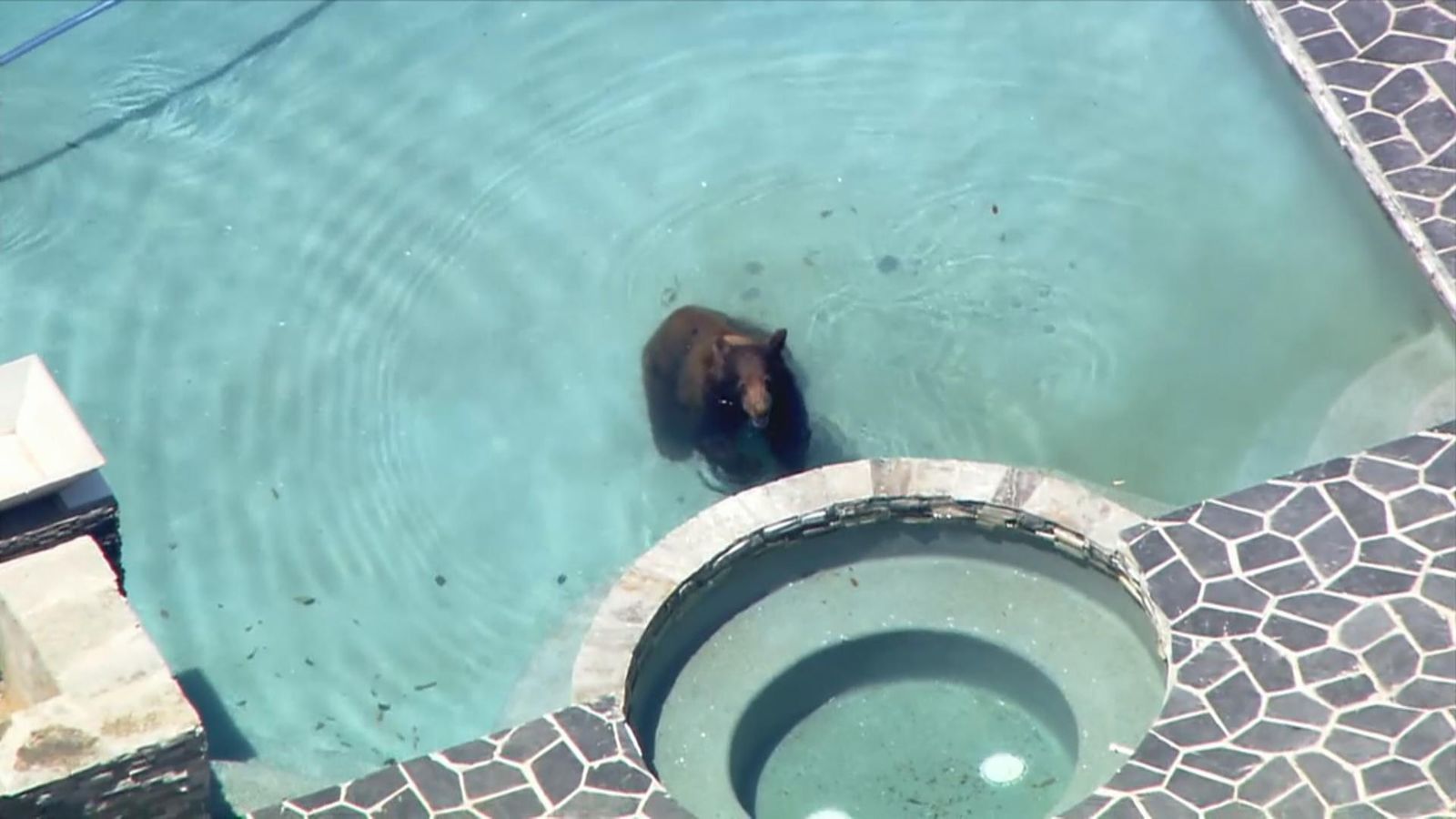 Bear cools off in LA swimming pool | News UK Video News | Sky News