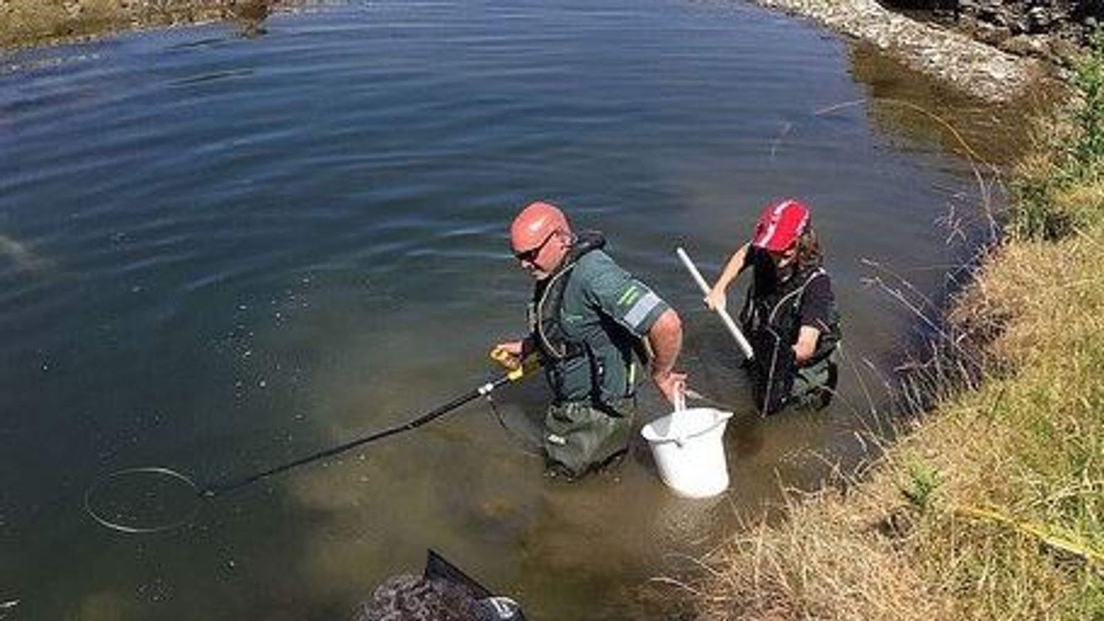 Fish struggle in 'dangerously hot' temperatures as water warms up and ...