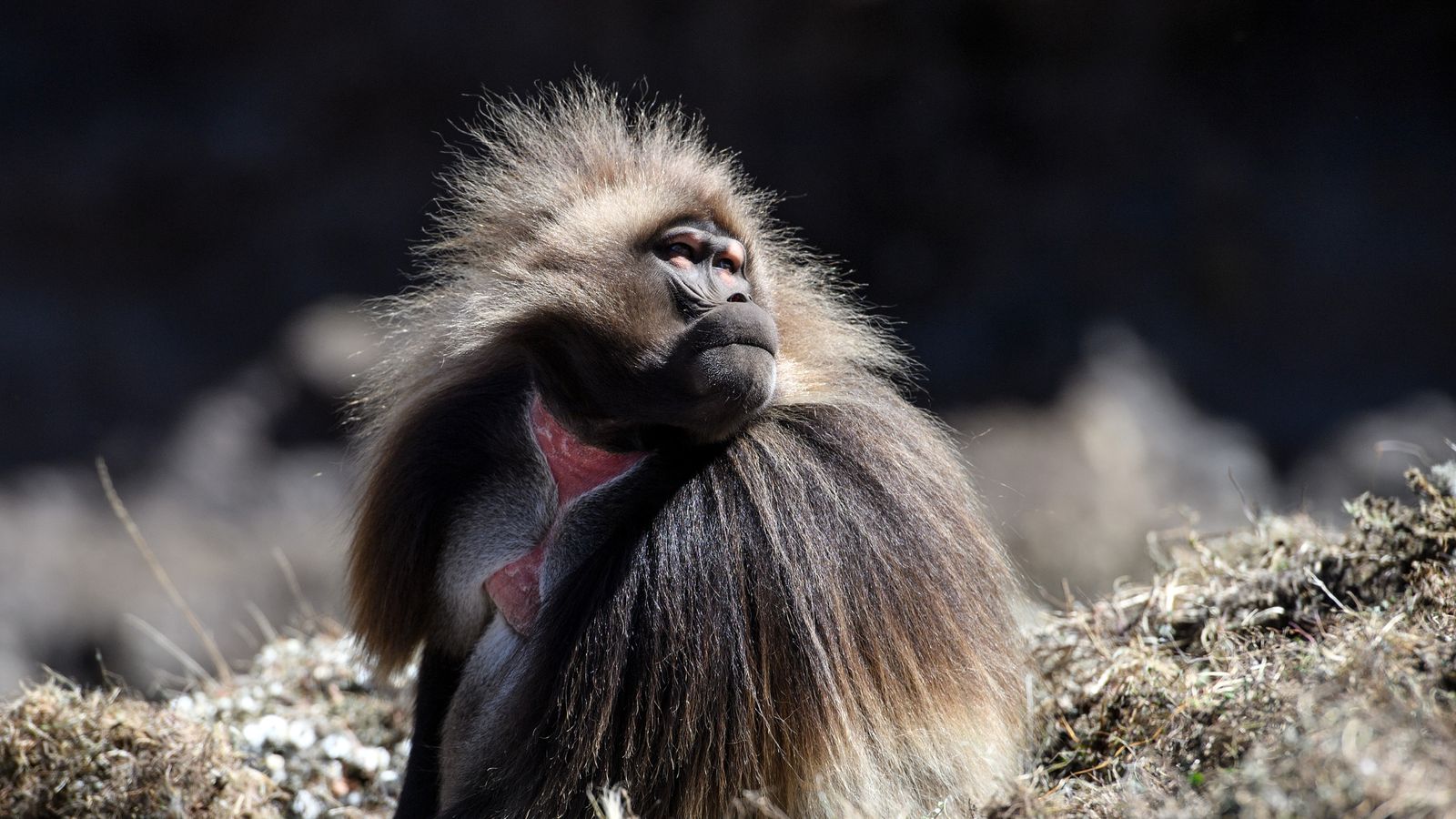 Scientists: Social isolation is vital to evolution | Science, Climate ...