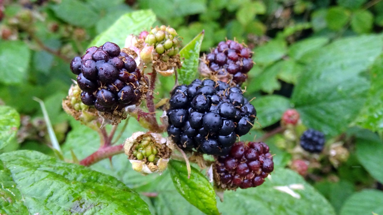UK heatwave: Vintage year for British wine as temperatures soar | UK ...