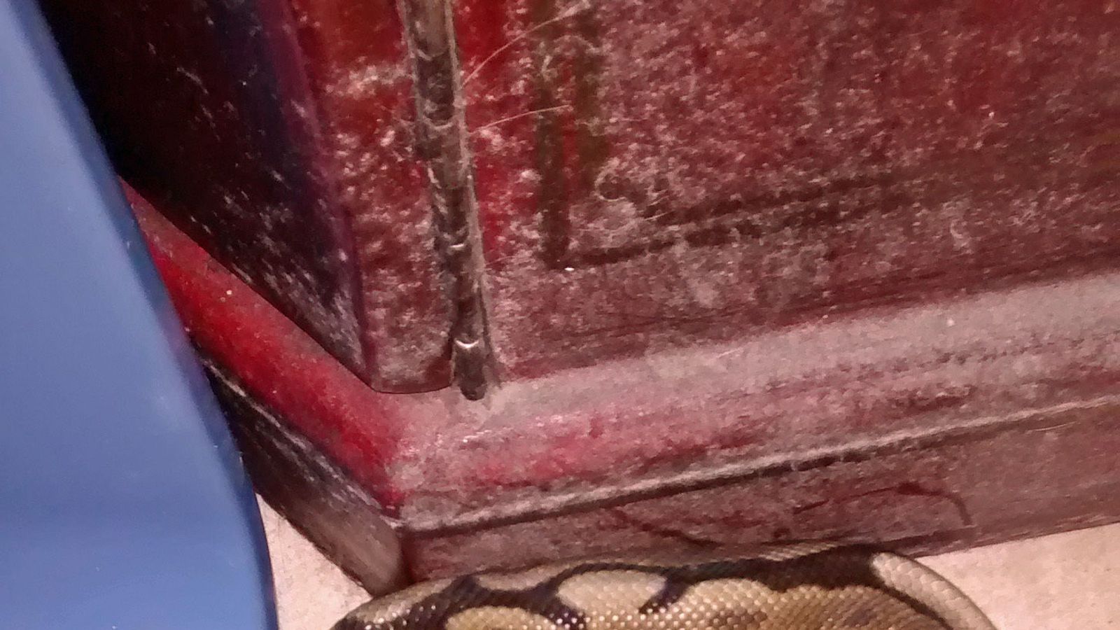 Woman wakes up with 3ft python in her bed | UK News | Sky News