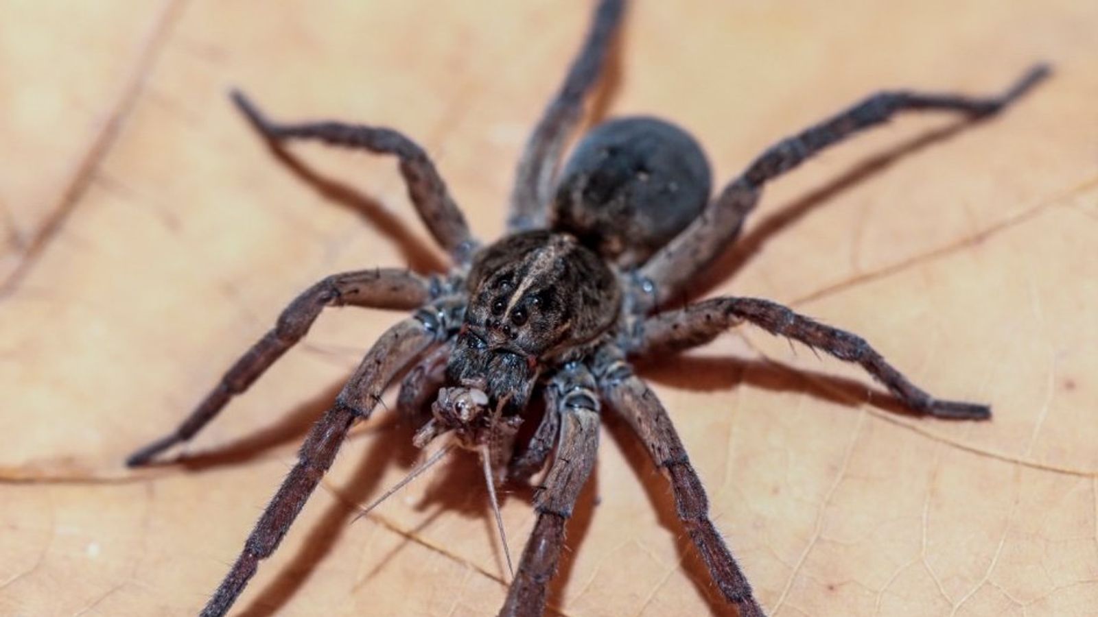 Study reveals that spiders have a favourite colour | Science, Climate ...