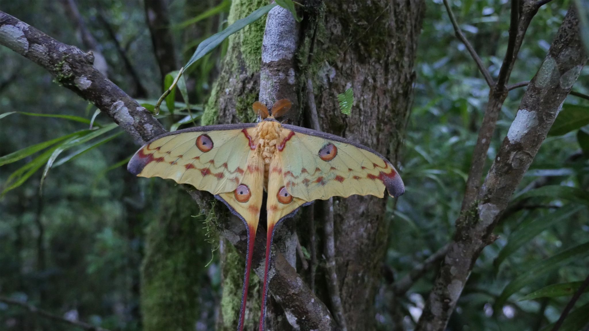 Have moths won their 60-million-year war with bats once and for all ...