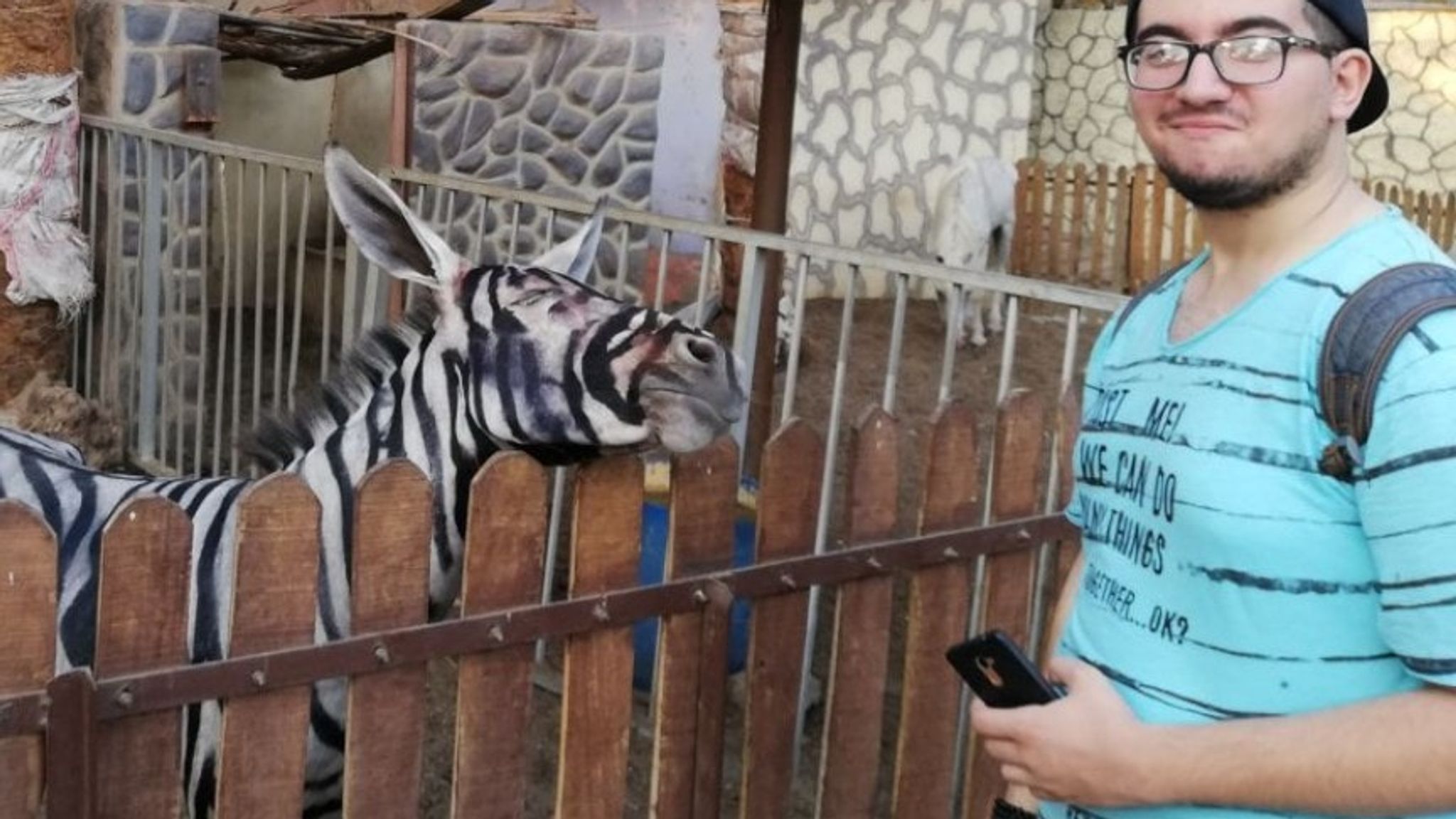 Egyptian zoo denies their 'zebra' is a donkey after photo goes viral ...