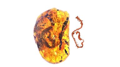 Fossilised snake embryo found in 105 million-year-old amber | Science ...