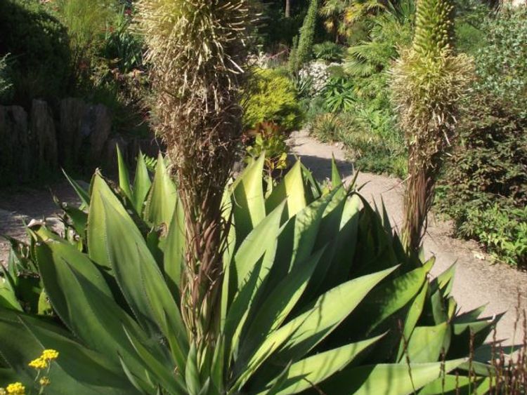 Rare Agave plant that takes 20 years to mature blooms in Devon