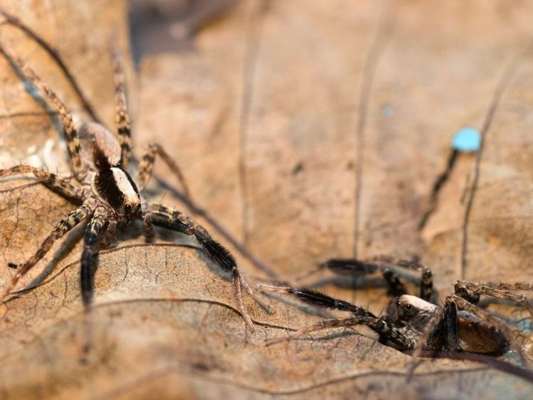 Study reveals that spiders have a favourite colour