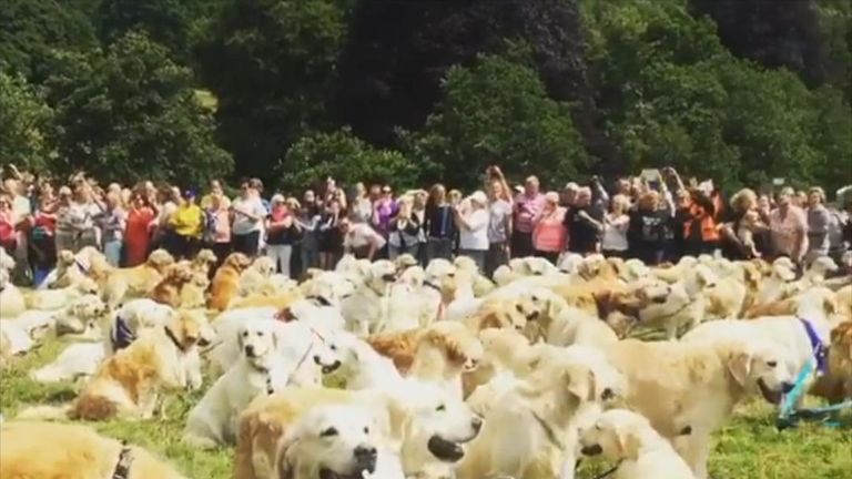 300 golden retrievers mark 150th birthday | News UK Video News | Sky News
