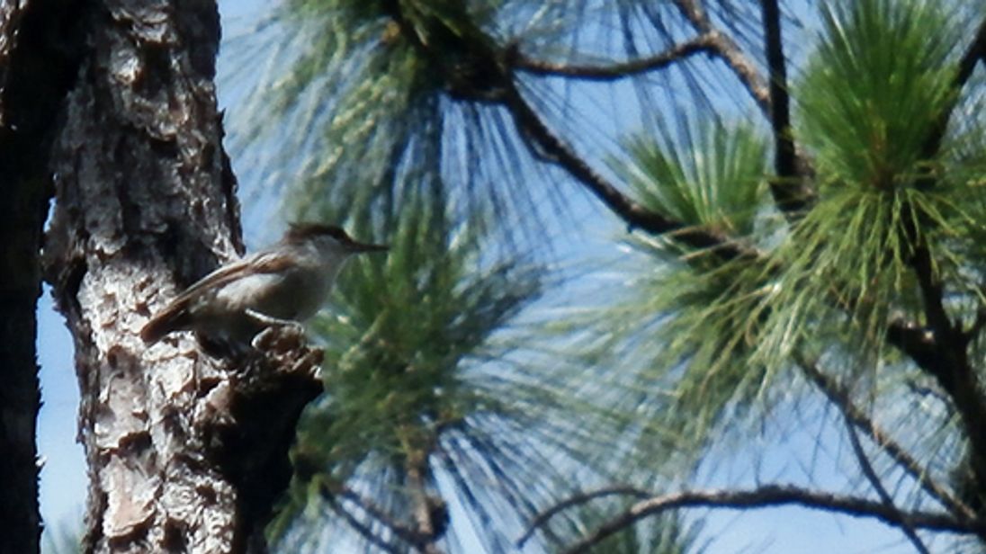 'Extinct' Bahama nuthatch bird is rediscovered by University of East Anglia students