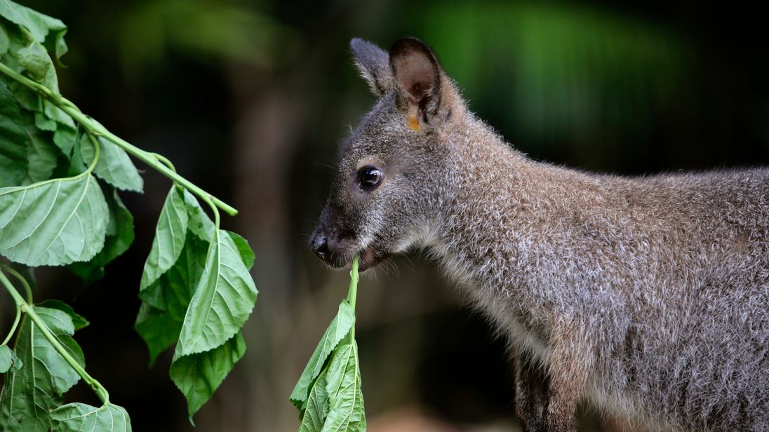 Zoo hunts for 'friendly' missing wallaby who was spotted sunbathing in ...