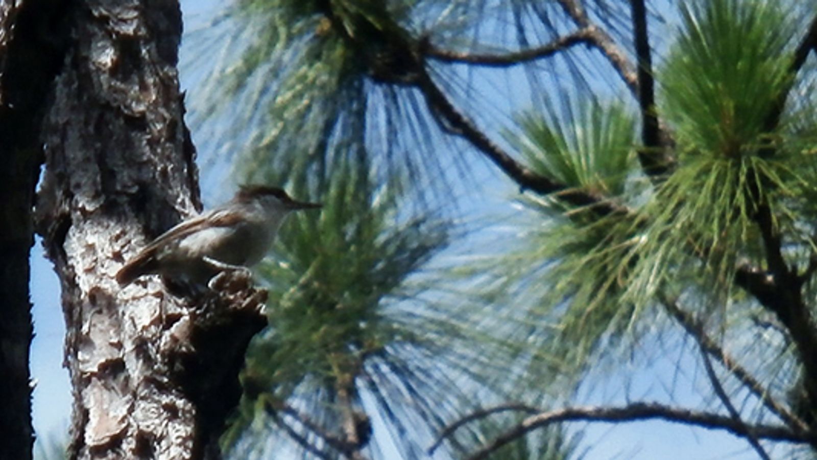 'Extinct' Bahama nuthatch bird is rediscovered by University of East ...