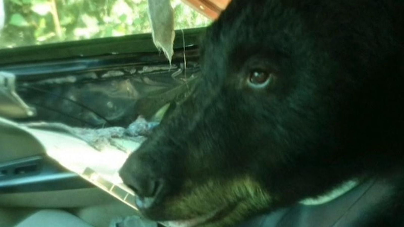 Bear ransacks car and rips apart interior in Colorado | Offbeat News ...