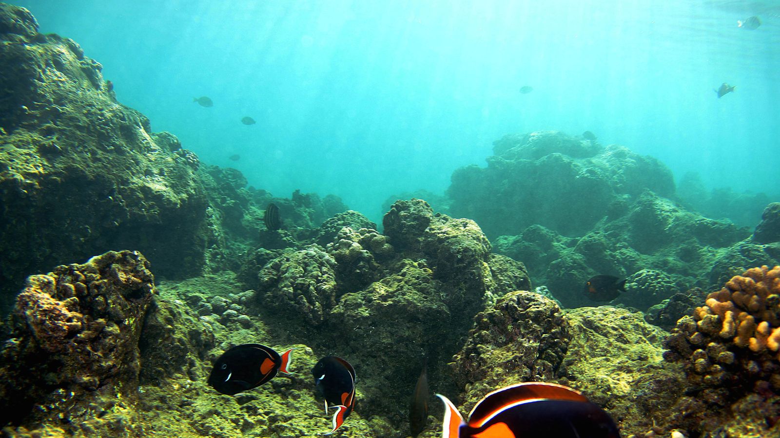 Coral 'adapting to warmer ocean temperatures' | Science, Climate & Tech ...