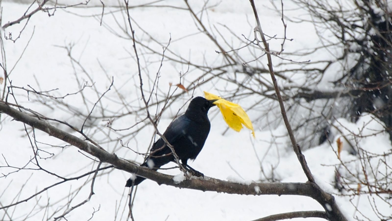 French theme park trains crows to pick up attraction's litter | World ...