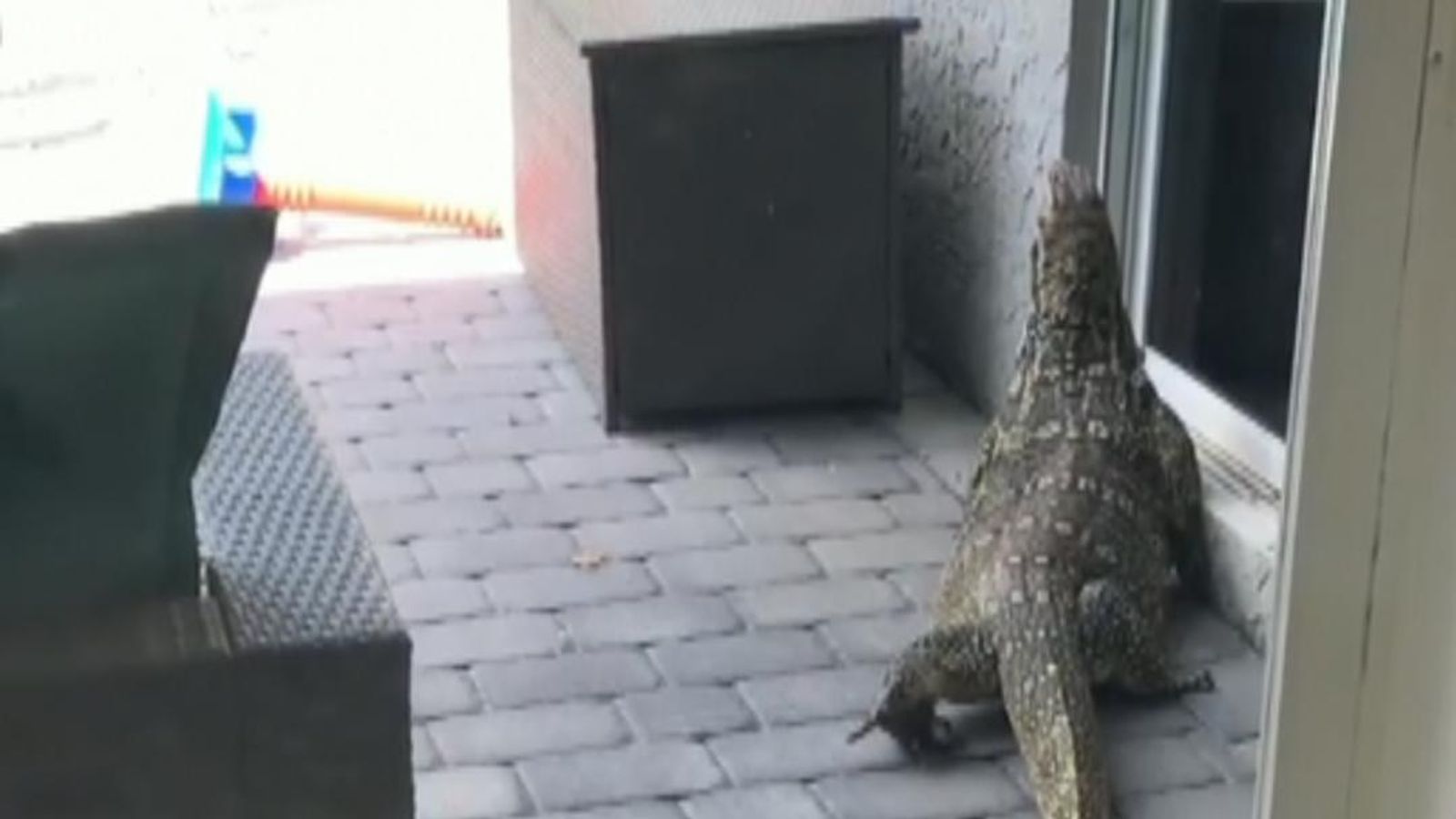 7ft monitor lizard skulks around Florida garden | Offbeat News | Sky News