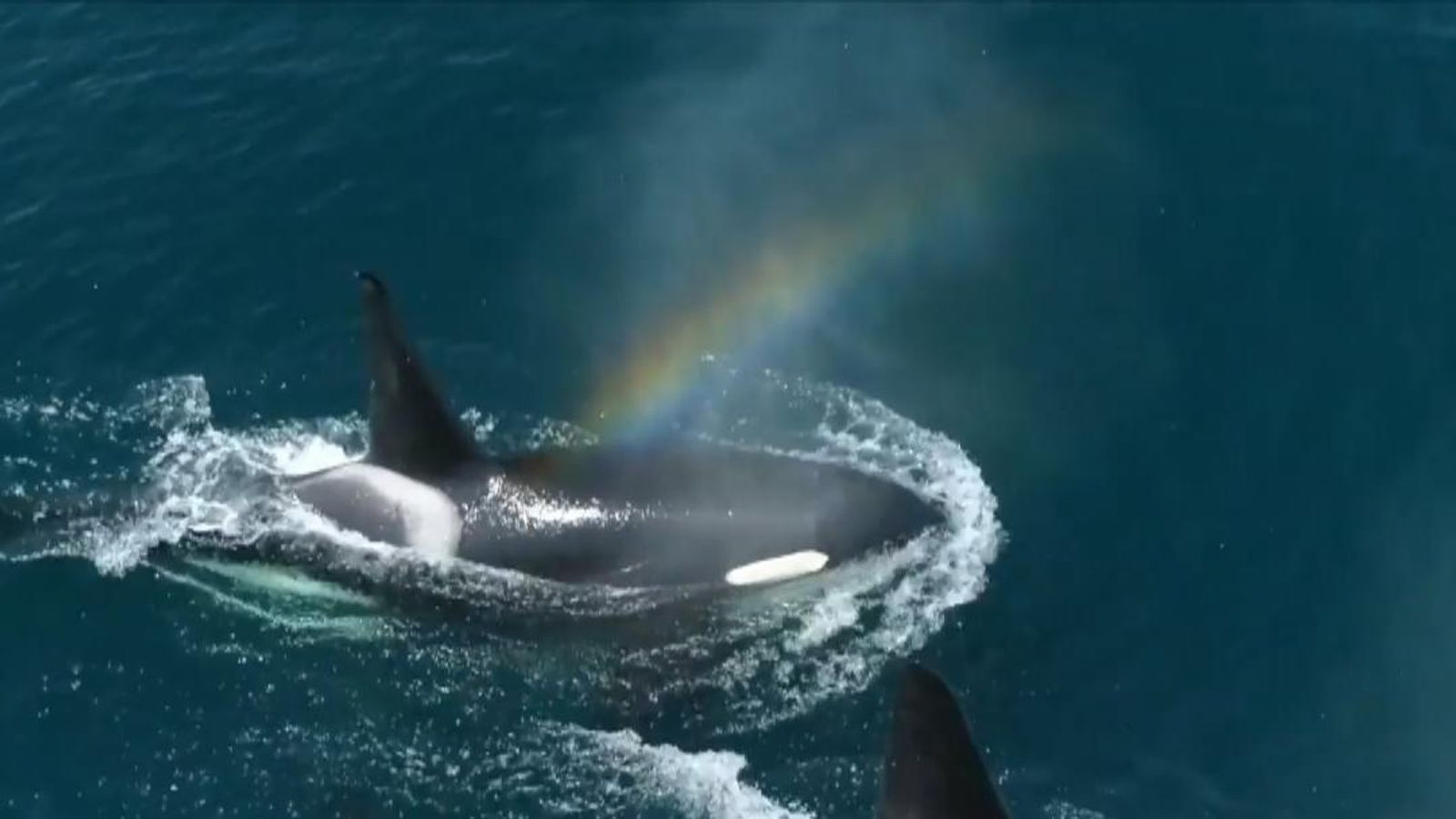 Orcas frolic in California's Monterey Bay | Sky News