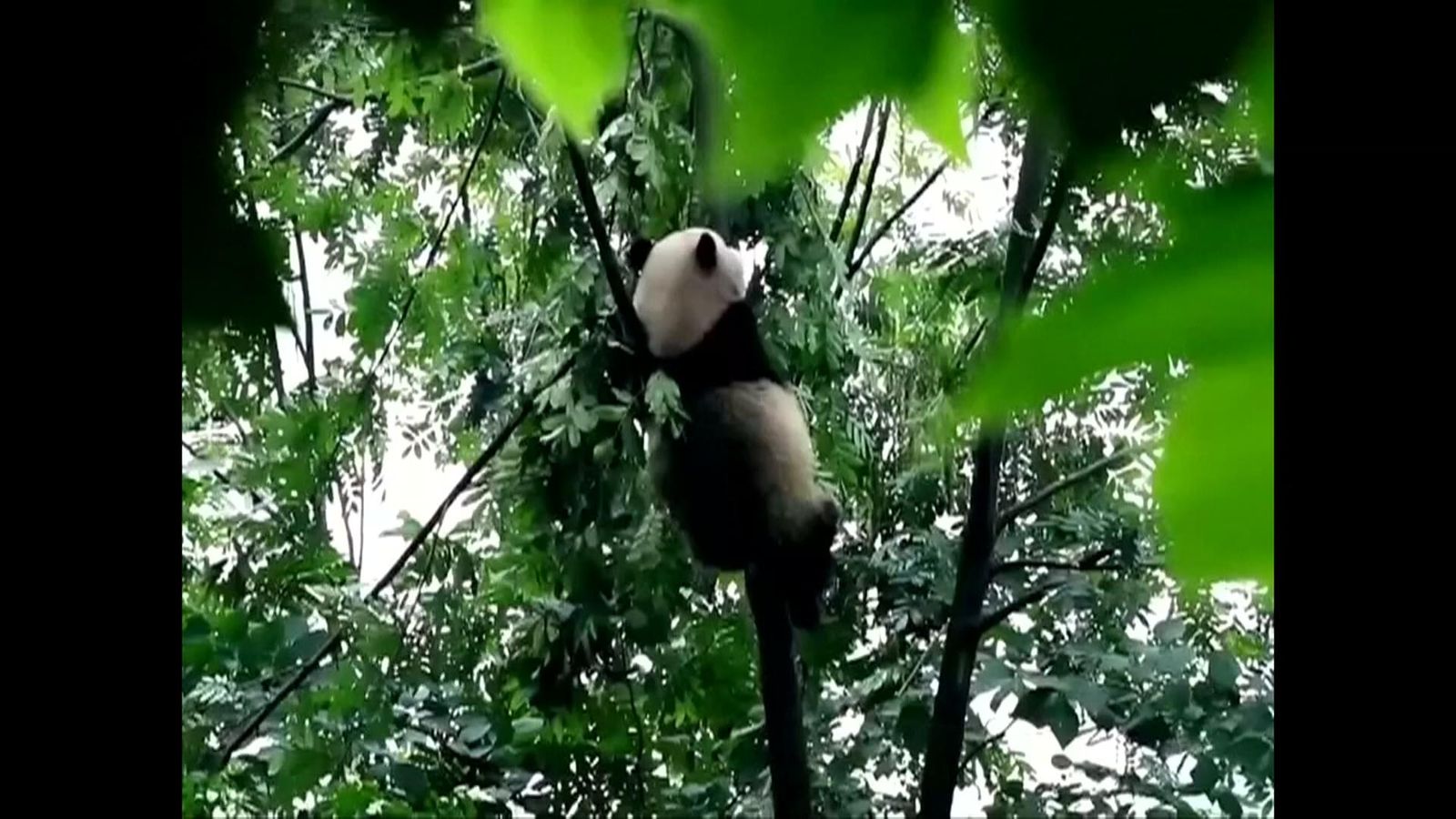 China's wild giant panda population explodes after major effort to ...