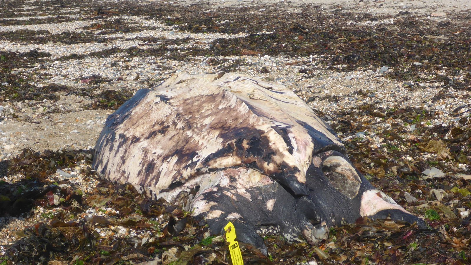 Turtle with plastic in stomach washes up on beach in Cornwall | Sky News
