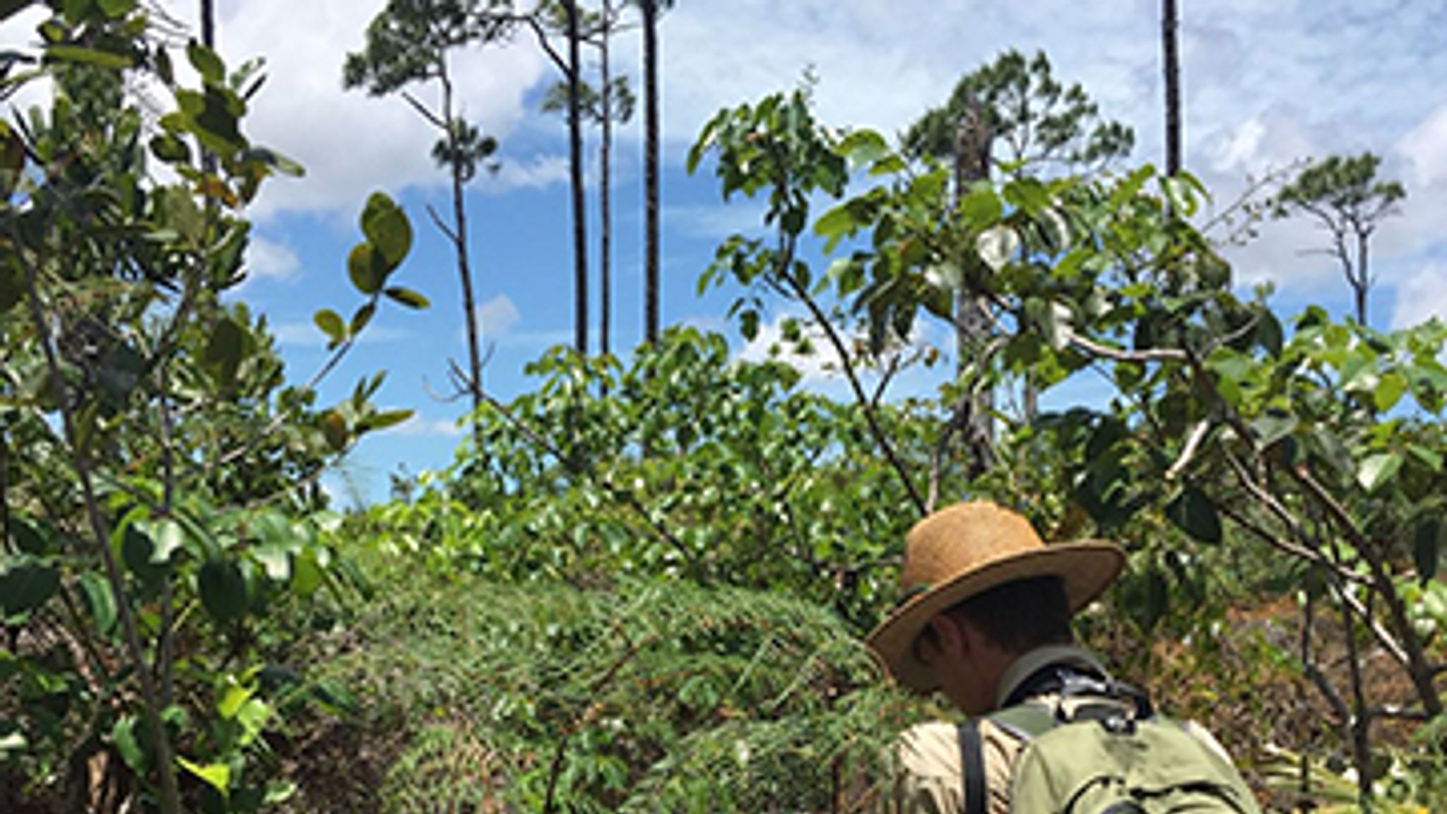 'Extinct' Bahama nuthatch bird is rediscovered by University of East ...