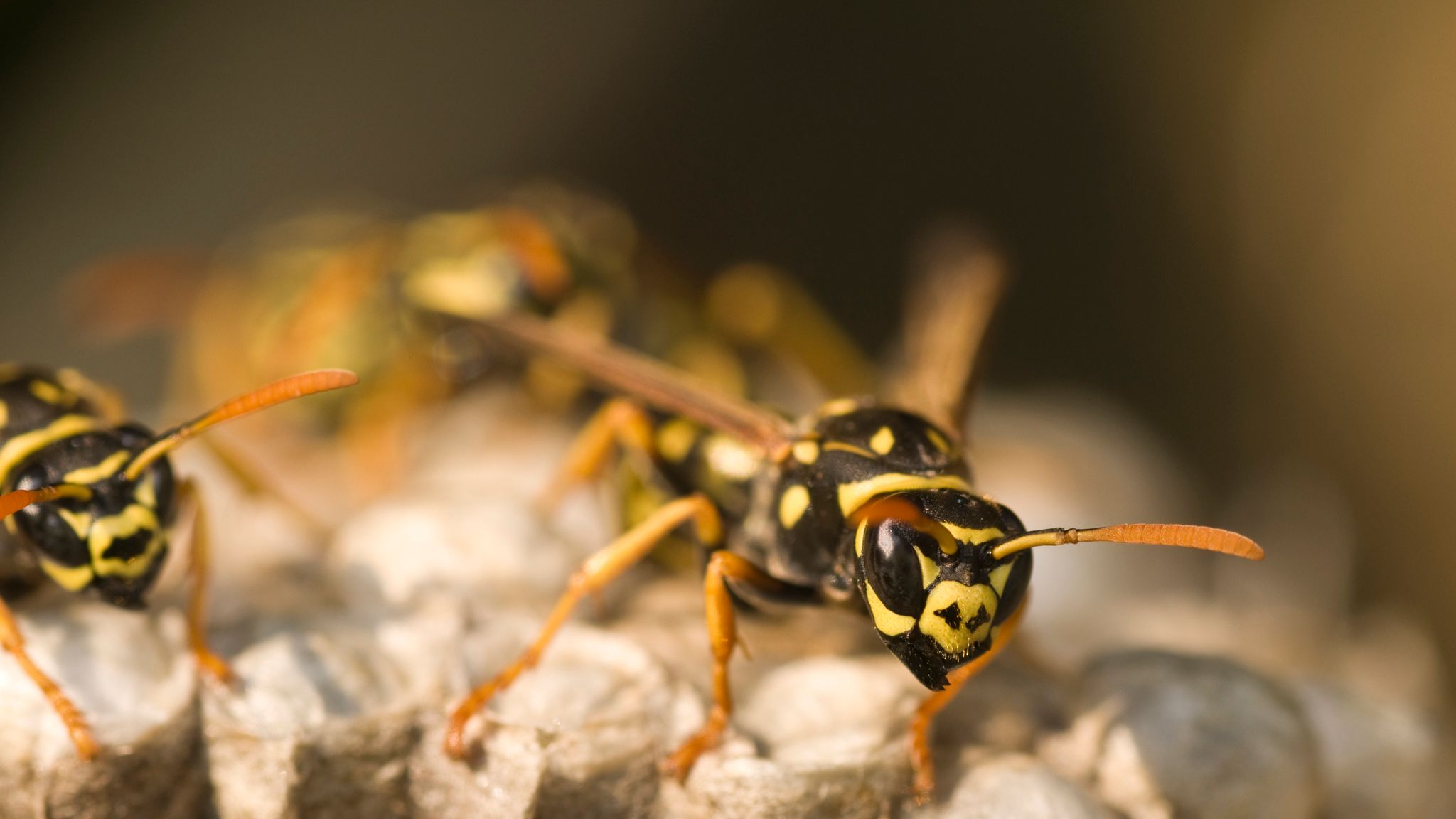 Wasps surge 'worst in recent years' as hot weather grips UK | UK News ...