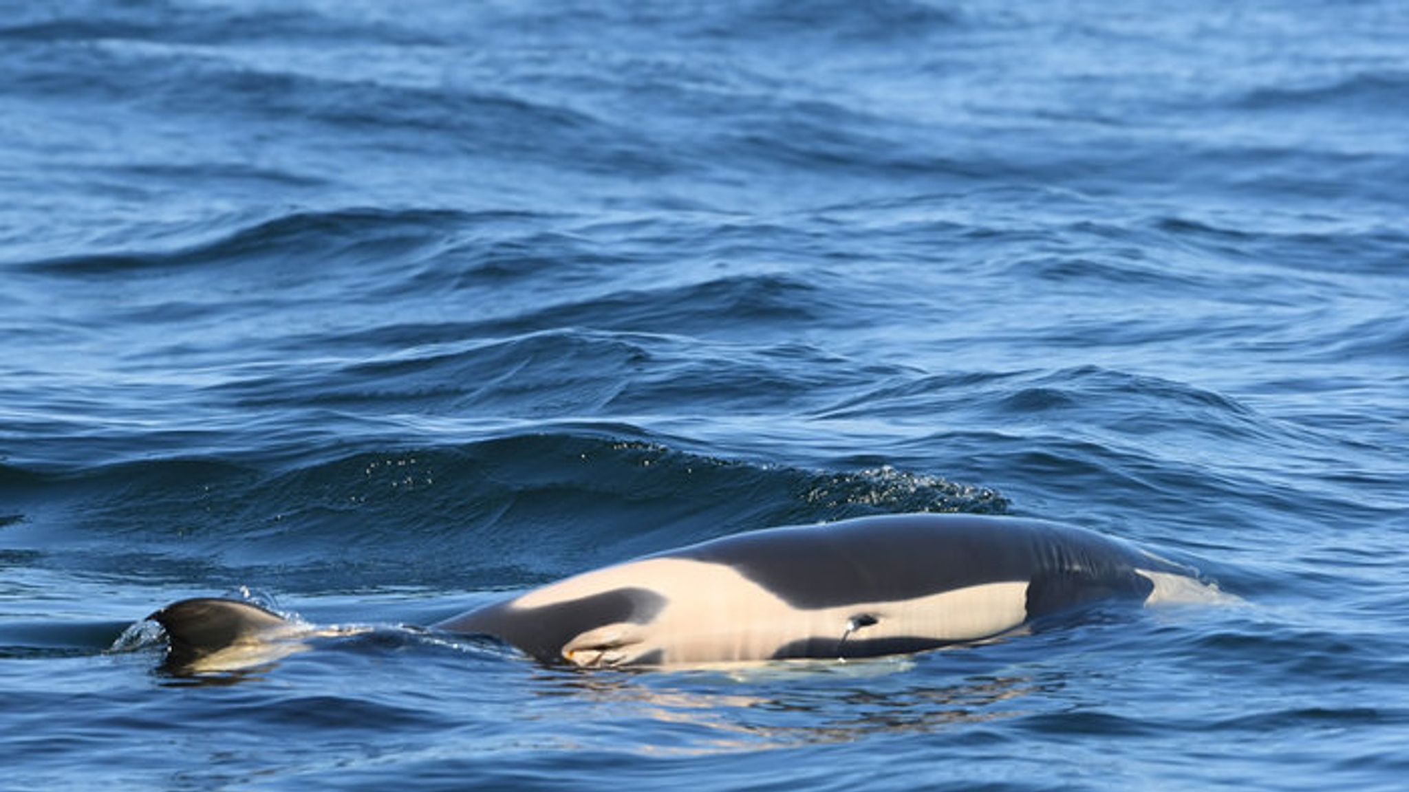 Killer whale's 'tour of grief' over as it lets go of dead calf after 17 ...