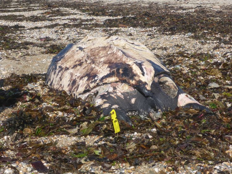 Turtle with plastic in stomach washes up on beach in Cornwall